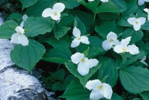 Springvale Township – Emmet County, Michigan